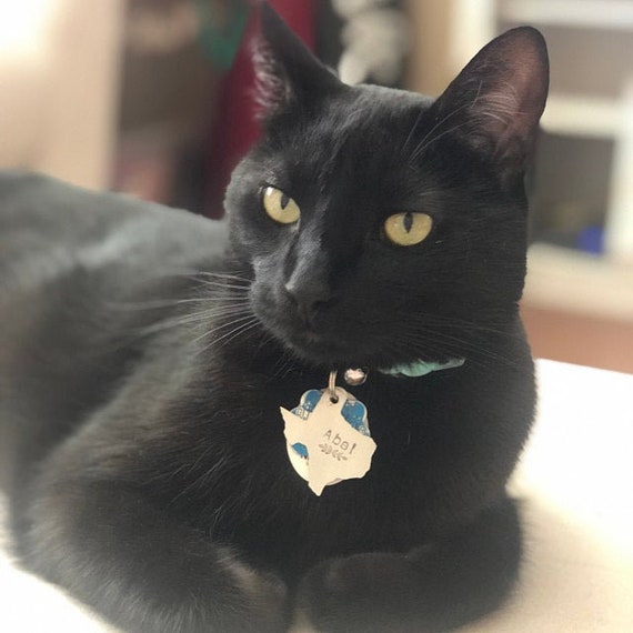 Texas State Cat