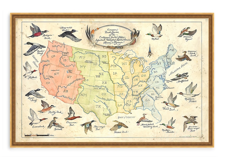 Duck Hunting Map, Duck Species of the US, Map Print, Print of US, Wall ...