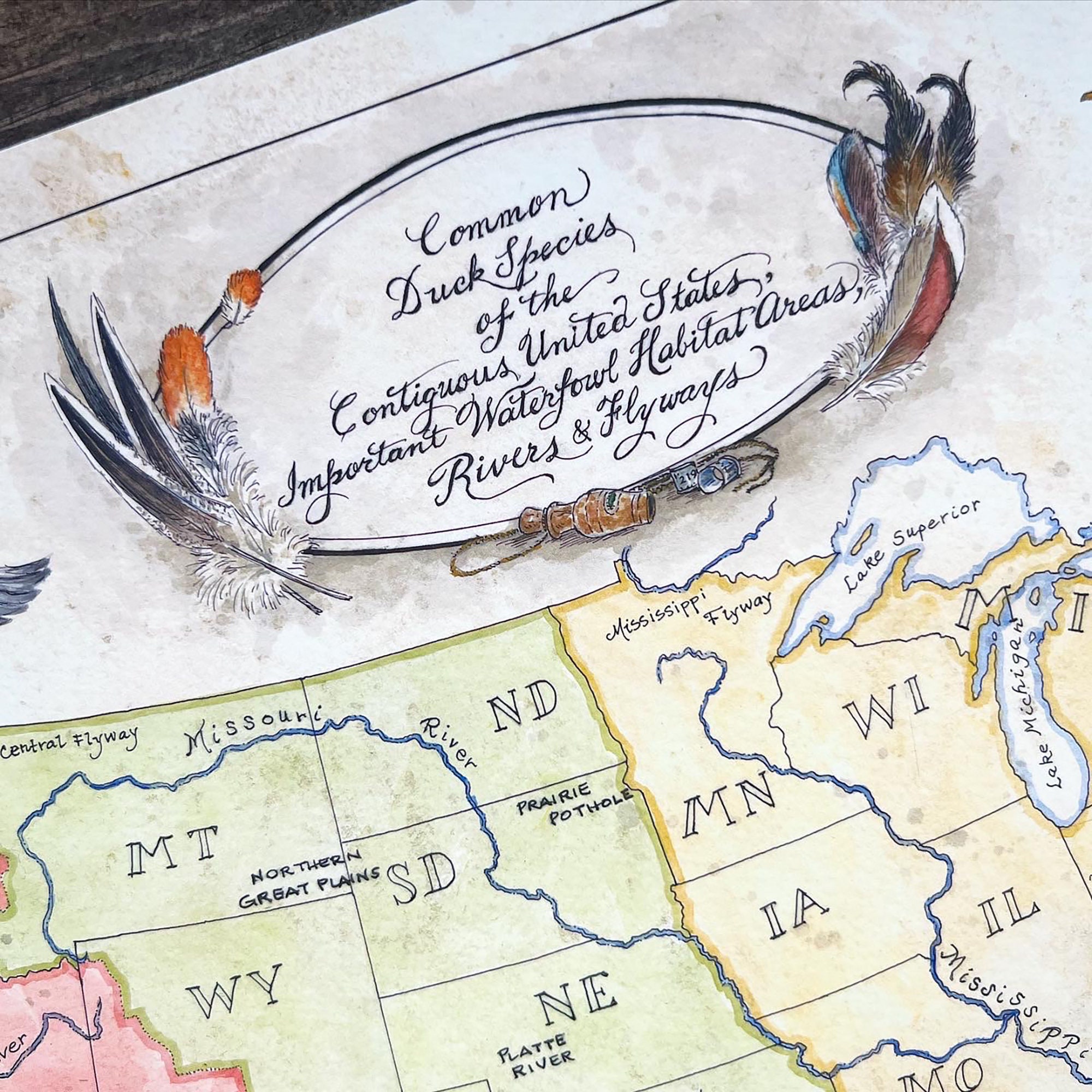 Duck Hunting Map, Duck Species of the US, Map Print, Print of US, Wall ...