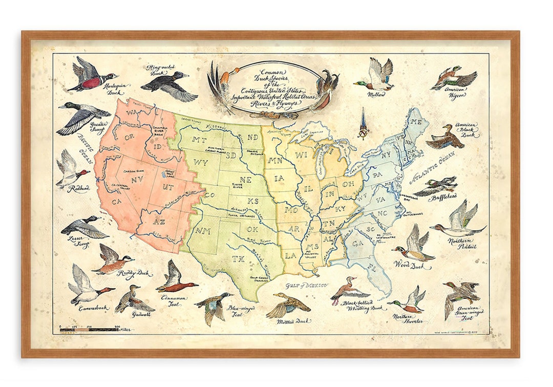 Duck Hunting Map, Duck Species of the US, Map Print, Print of US, Wall ...
