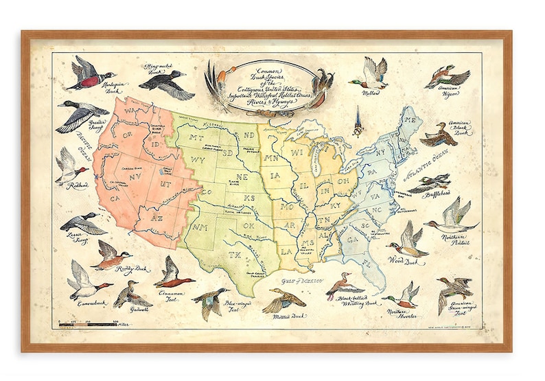 Duck Hunting Map, Duck Species of the US, Map Print, Print of US, Wall ...