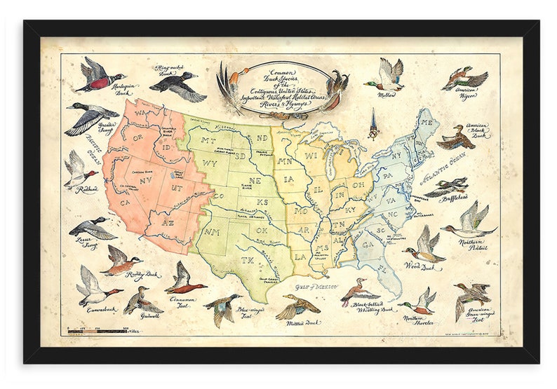 Duck Hunting Map, Duck Species of the US, Map Print, Print of US, Wall ...