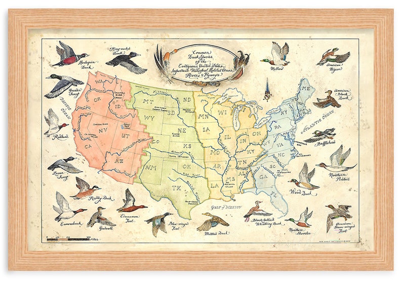 Duck Hunting Map, Duck Species of the US, Map Print, Print of US, Wall ...