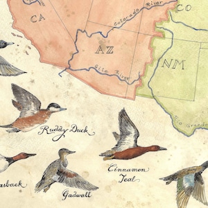 Duck Hunting Map, Duck Species of the US, Map Print, Print of US, Wall ...