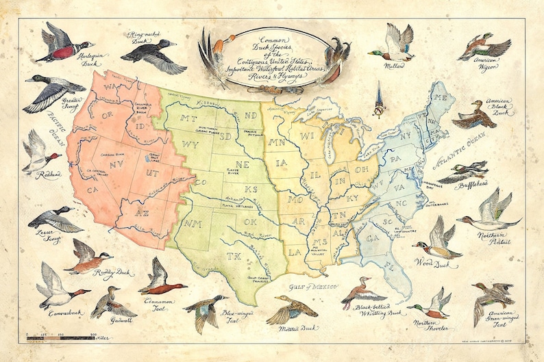 Duck Hunting Map, Duck Species of the US, Map Print, Print of US, Wall ...