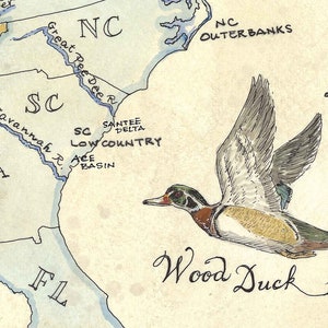 Duck Hunting Map, Duck Species of the US, Map Print, Print of US, Wall ...