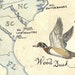 Duck Hunting Map, Duck Species of the US, Map Print, Print of US, Wall ...
