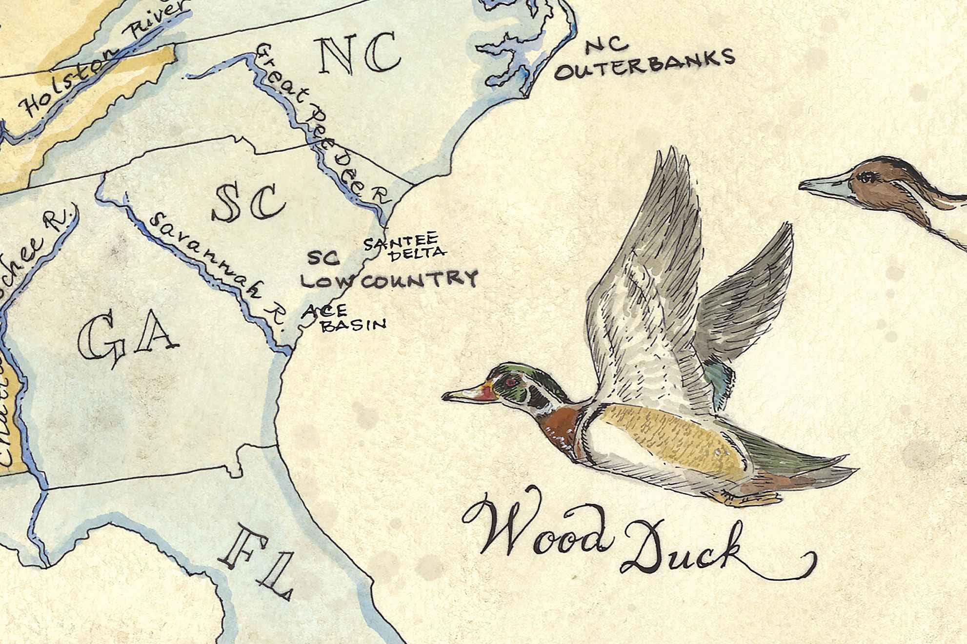Duck Hunting Map, Duck Species of the US, Map Print, Print of US, Wall ...