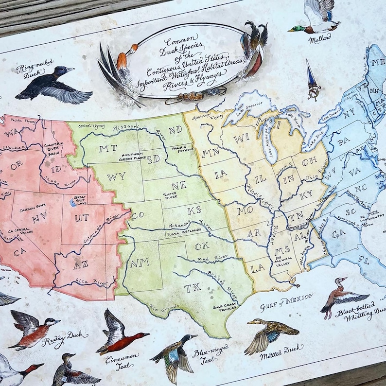 Duck Hunting Map, Duck Species of the US, Map Print, Print of US, Wall ...