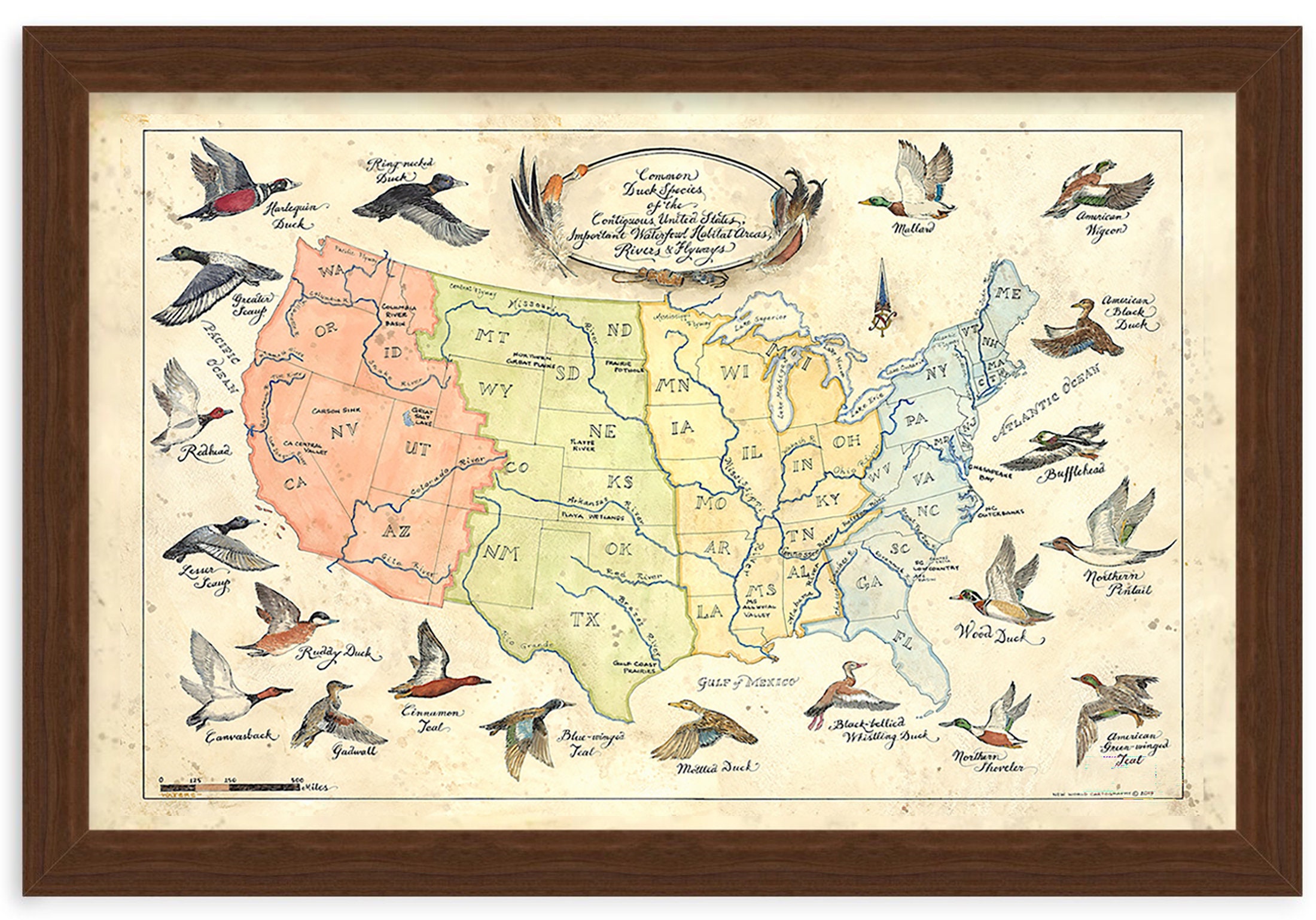 Duck Hunting Map, Duck Species of the US, Map Print, Print of US, Wall ...