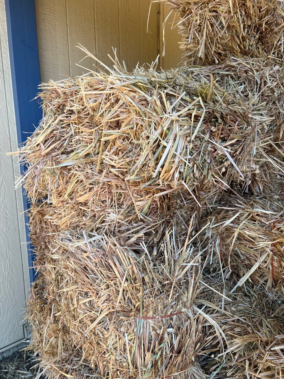 Mini Bale Oats California Grown - Etsy