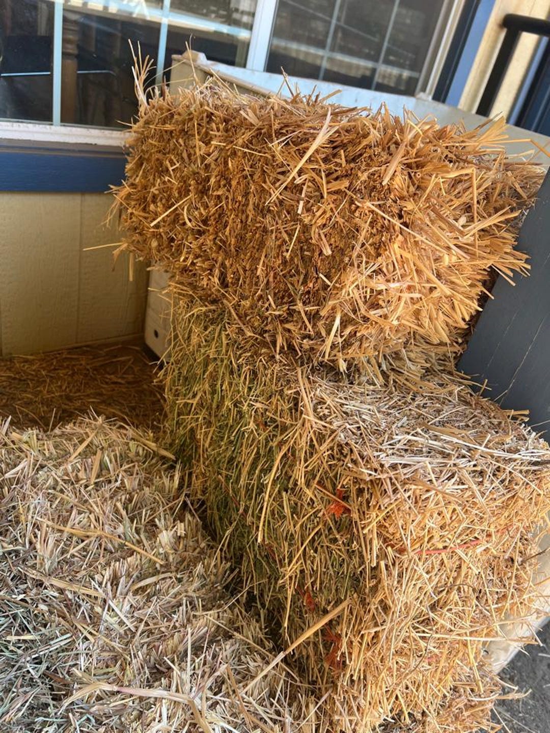Mini Bale Oats - Freshly Cut, California Grown, for Rabbits, Guinea ...