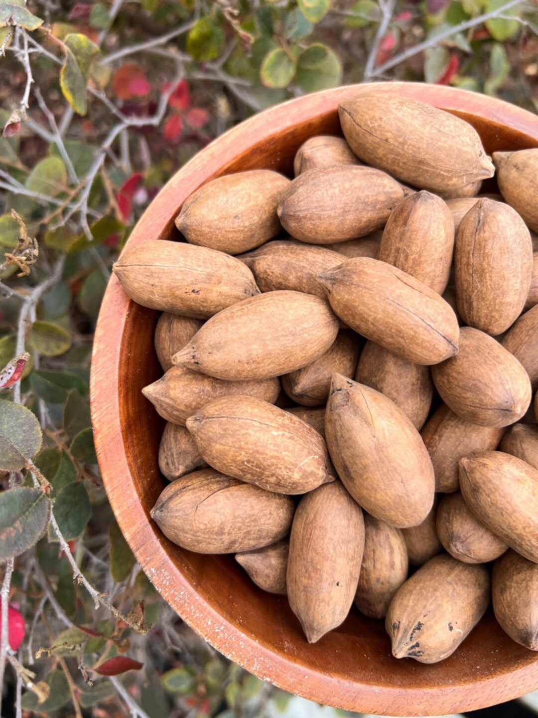 NEW CROP In-shell Pecans: California Grown - Etsy