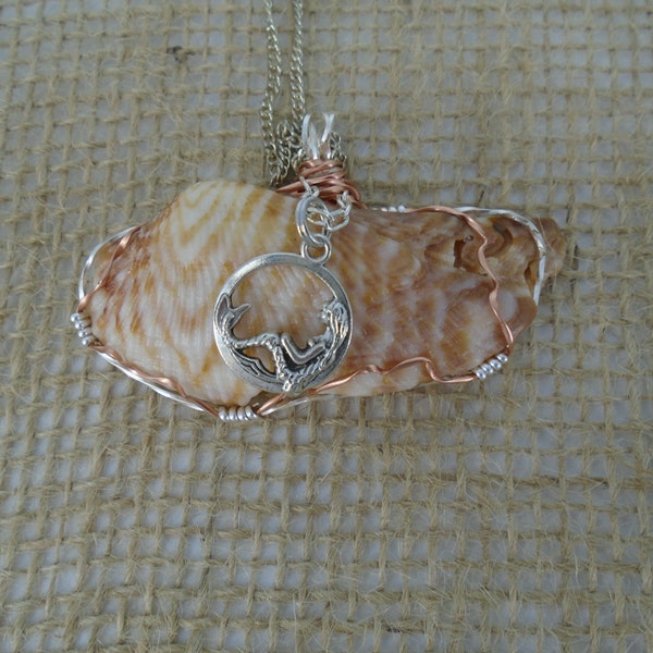 Turkey Wing Shells - Etsy