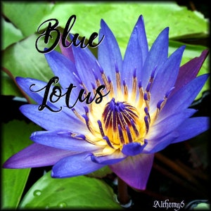 DREAM WEAVER ELIXIR | Meditation Aid | Lucid Dream Enhancer | Mugwort ...