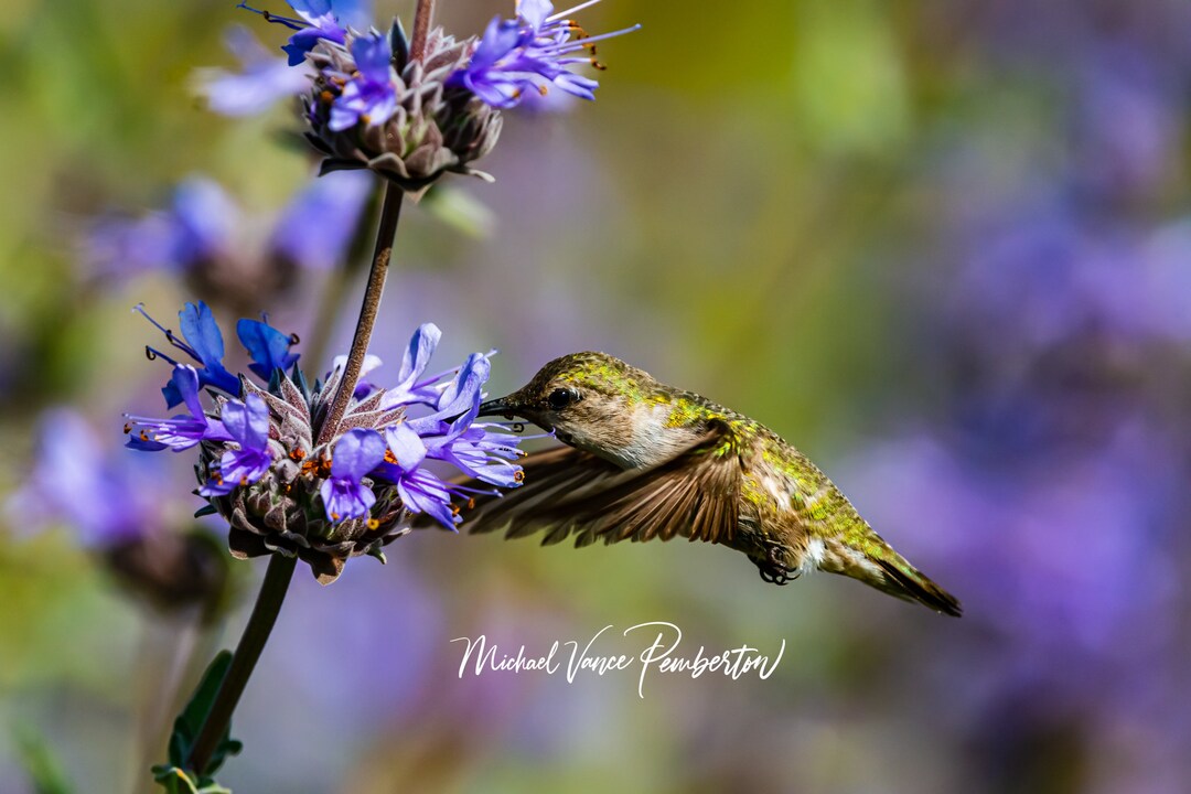 Costas Hummingbird Crest Ridge Ecological Reserve Alpine - Etsy