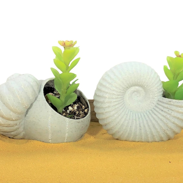 Seashell With Succulents - Etsy