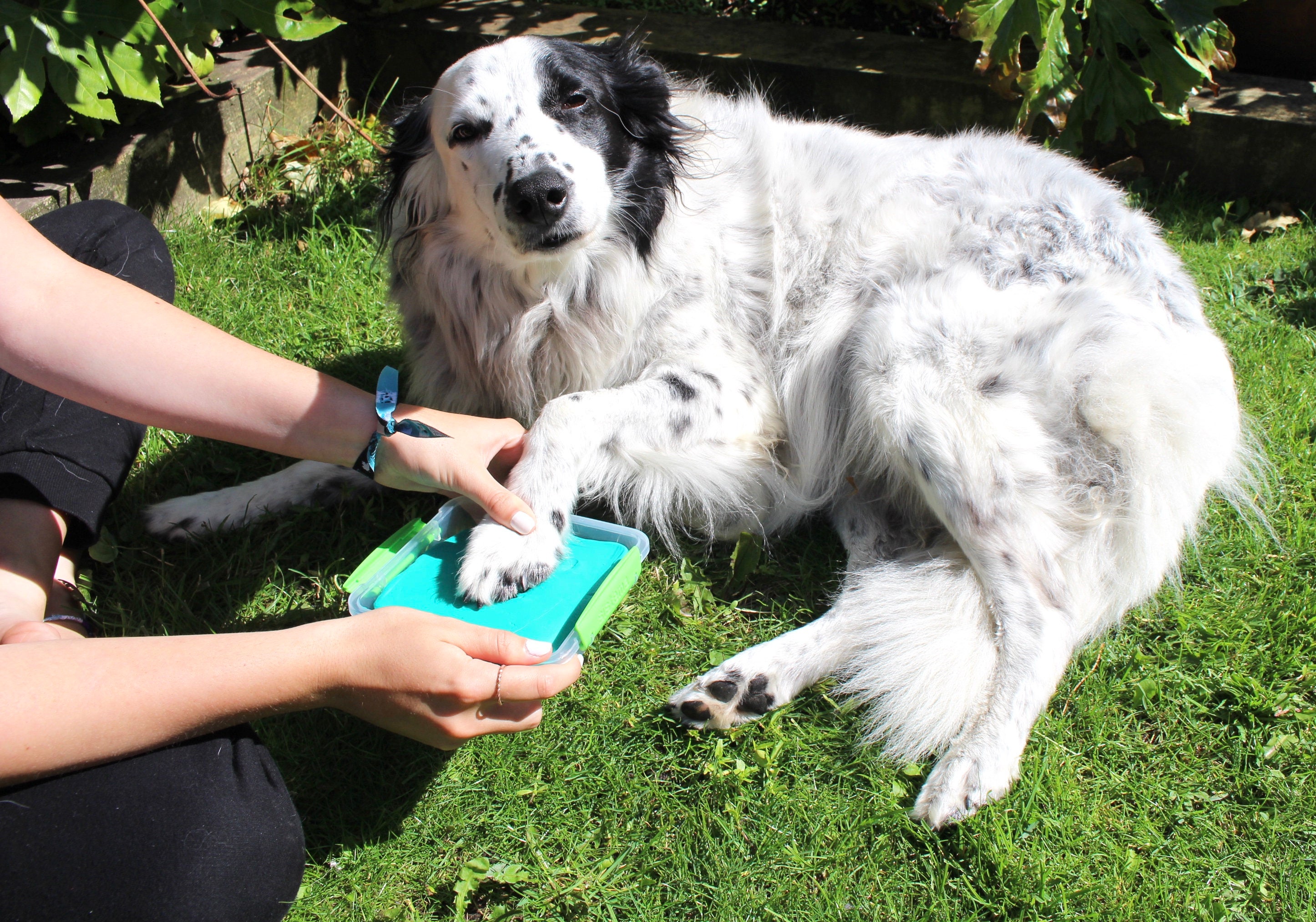 Custom paw print custom dog print pet memorial pet remembrance | Etsy