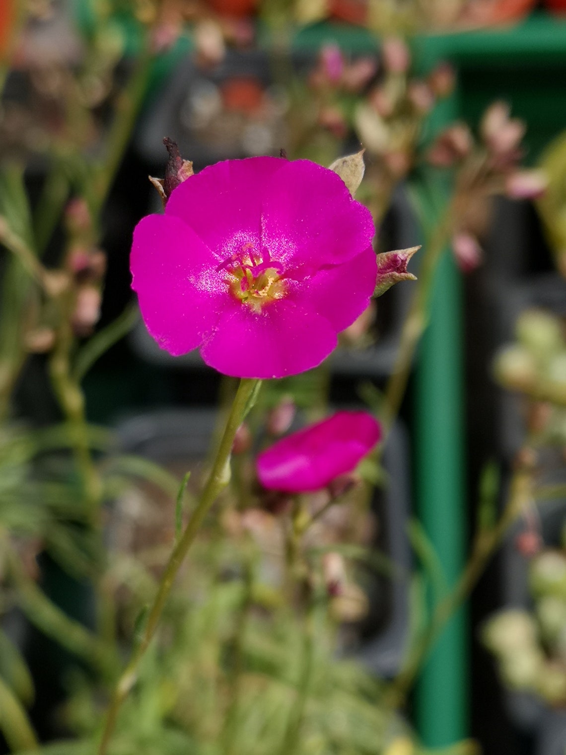 Calandrinia Umbellata Seeds - Etsy UK