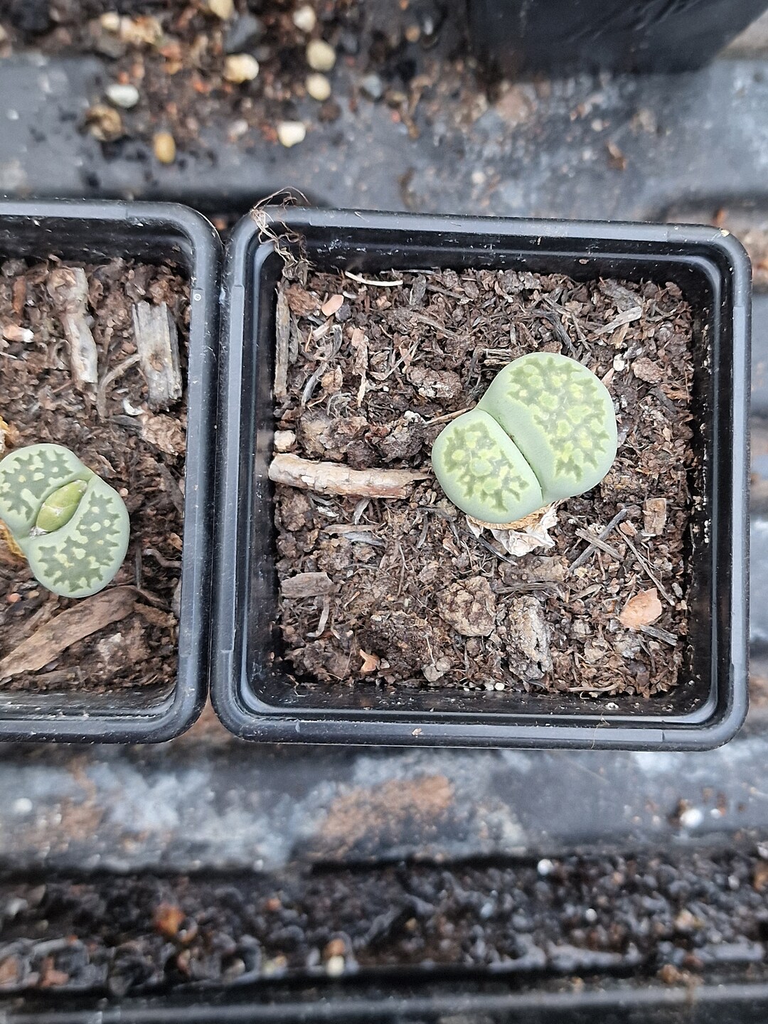 Lithops Julii Ssp Fulleri Var. Fulleri 'fuller Green' - Etsy UK