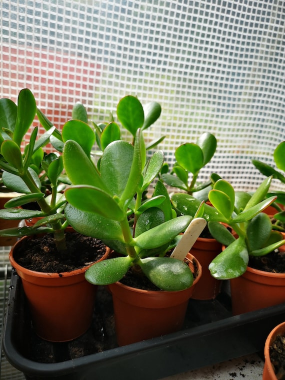 Crassula Ovata 'money Plant' in a 7cm Pot - Etsy UK
