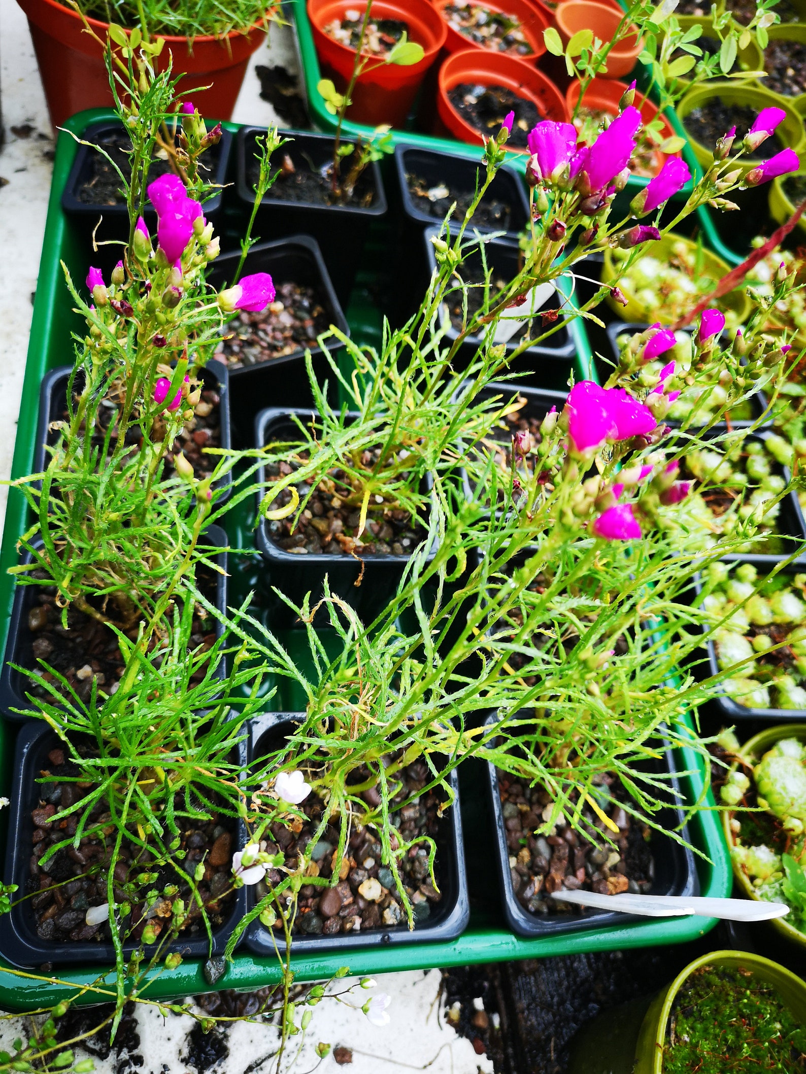 Calandrinia Umbellata Seeds - Etsy