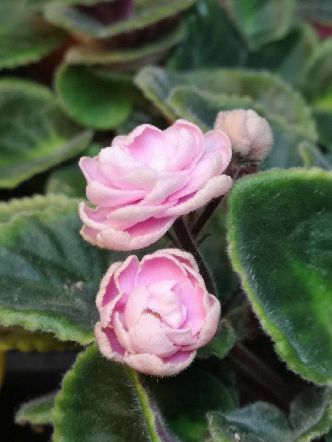 African Violet 'My Delight' Optimara plant | Etsy