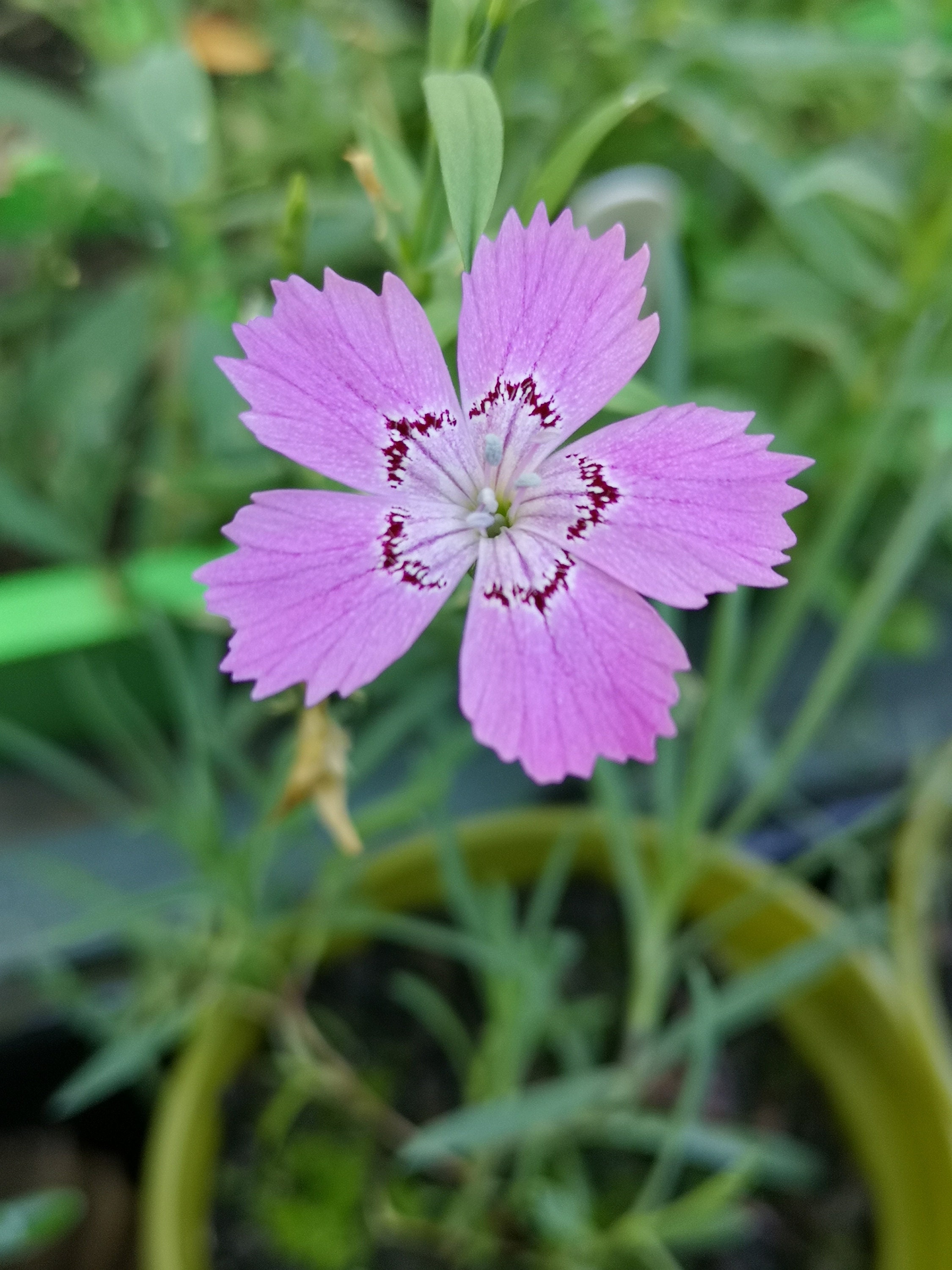 Dianthus amurensis 'Siberian Blues' Samen | Etsy