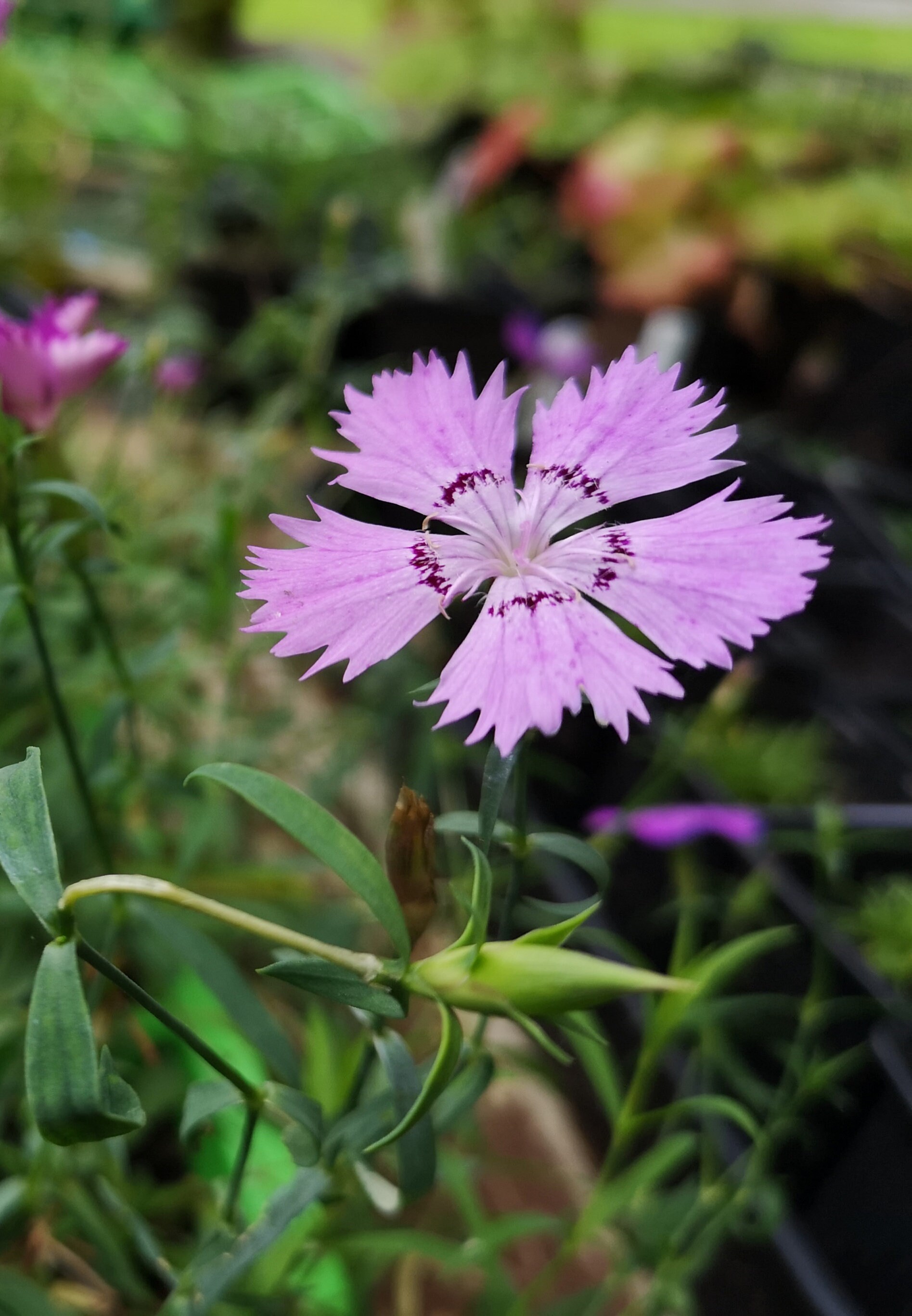 Dianthus amurensis 'Siberian Blues' Samen | Etsy