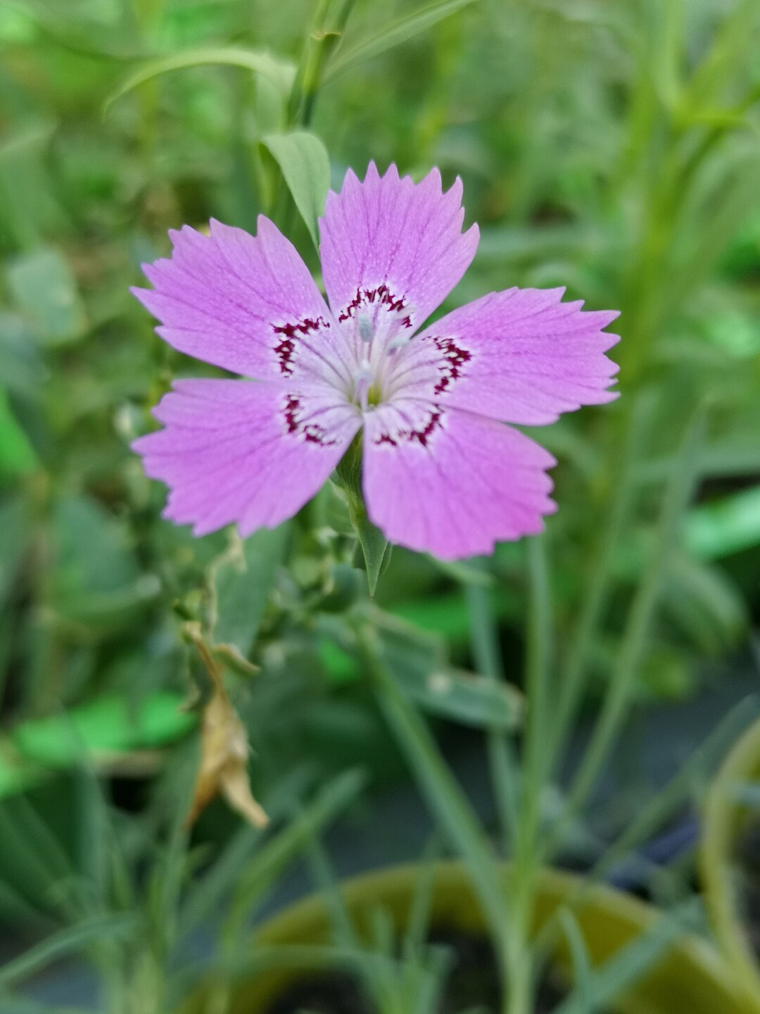 Dianthus Amurensis 'siberian Blues' Seeds - Etsy