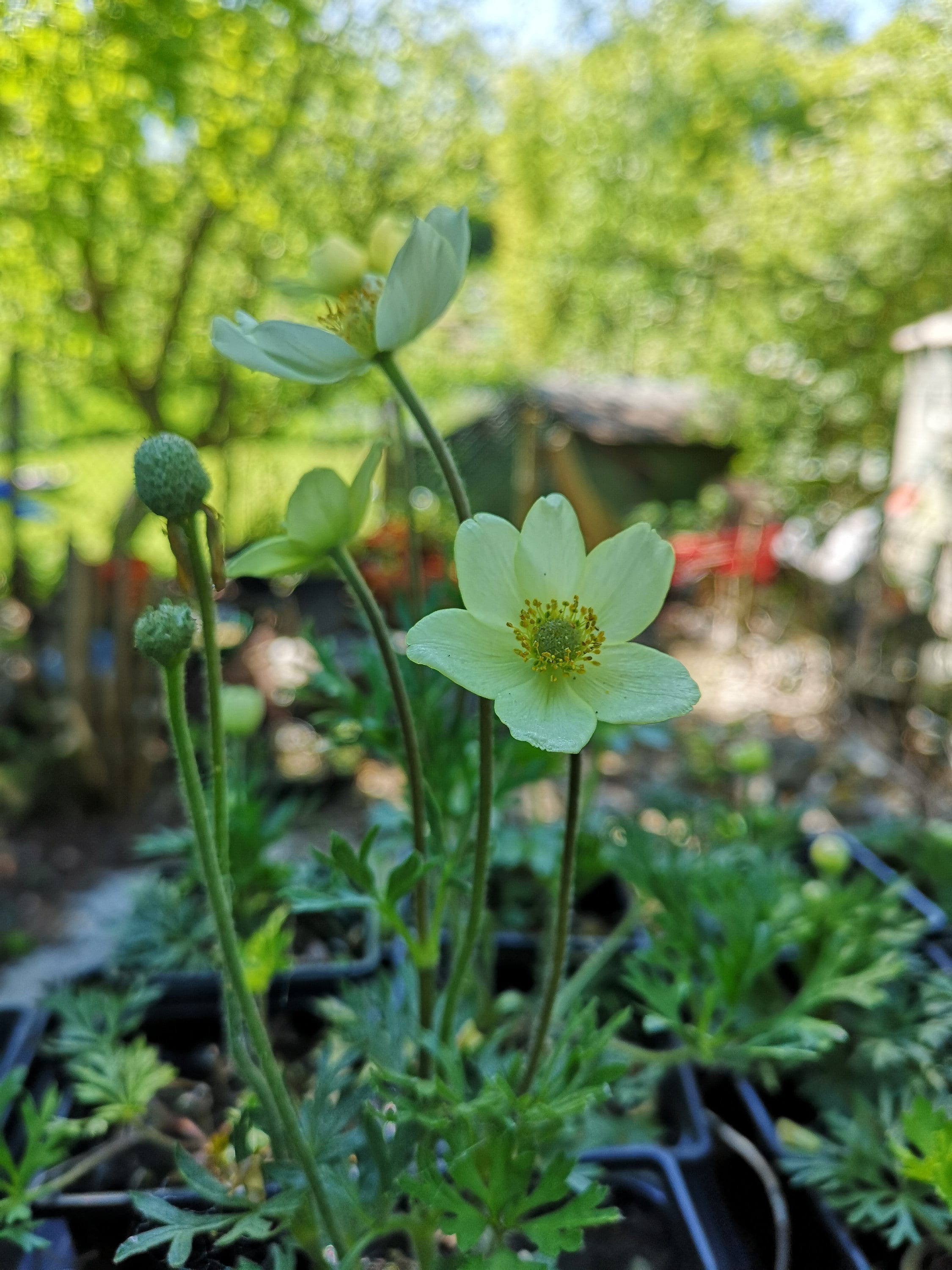 Anemone Multifida Seeds - Etsy UK