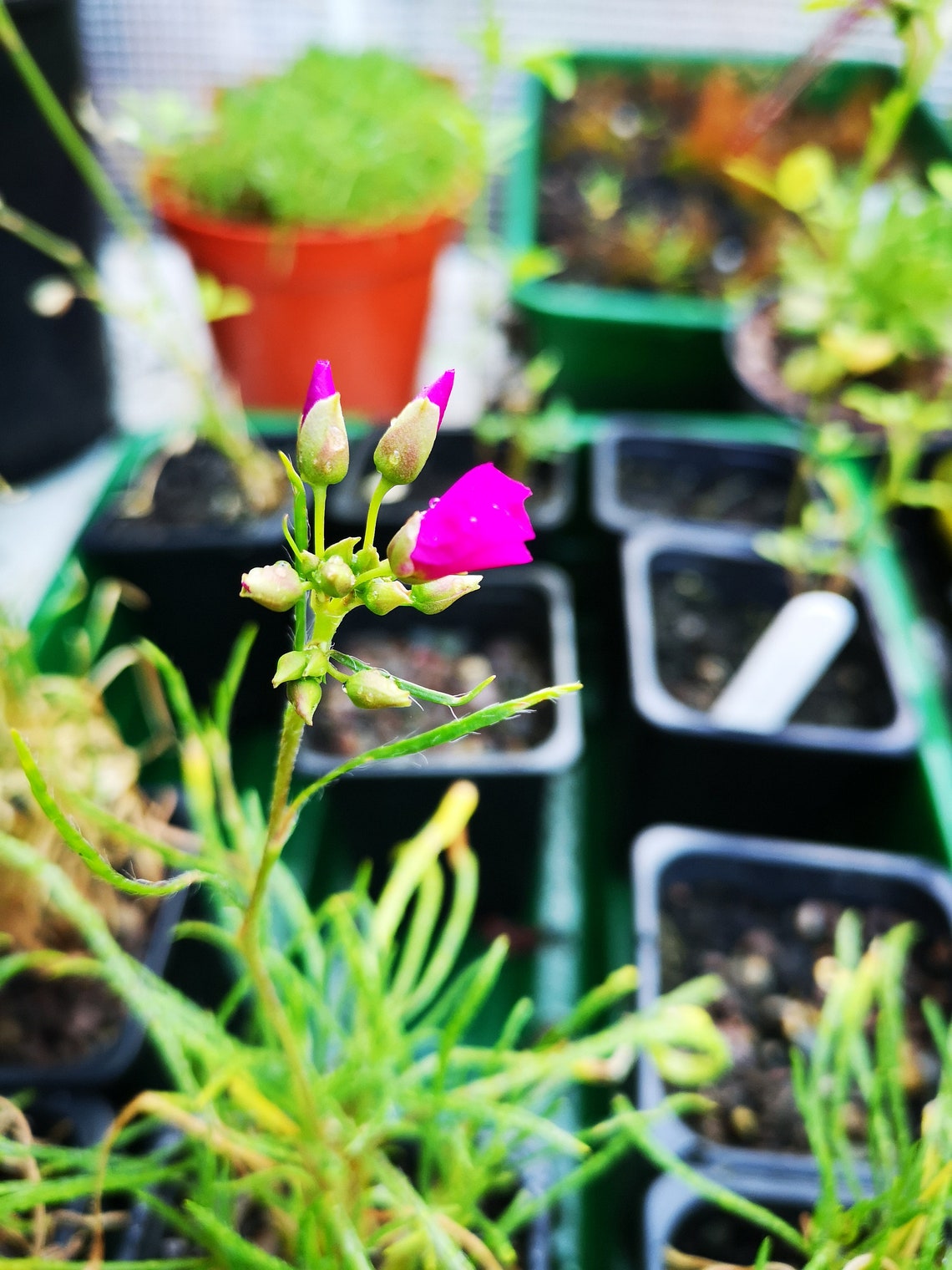 Calandrinia Umbellata Seeds - Etsy