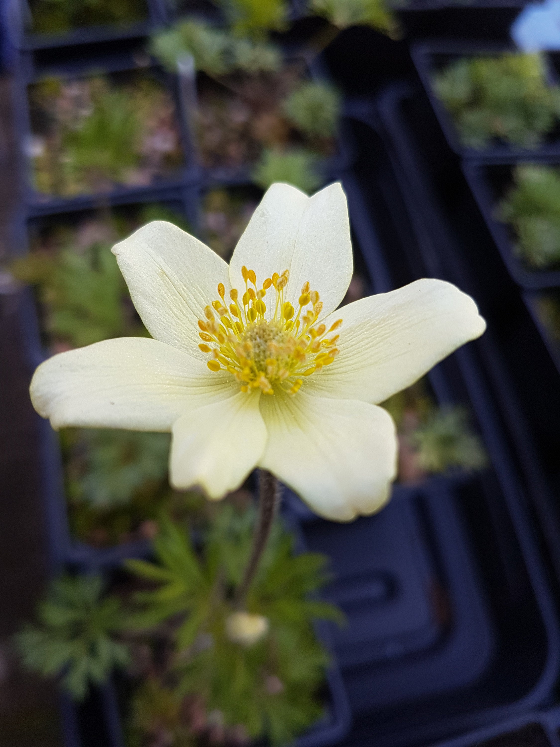 Anemone Multifida Seeds - Etsy UK