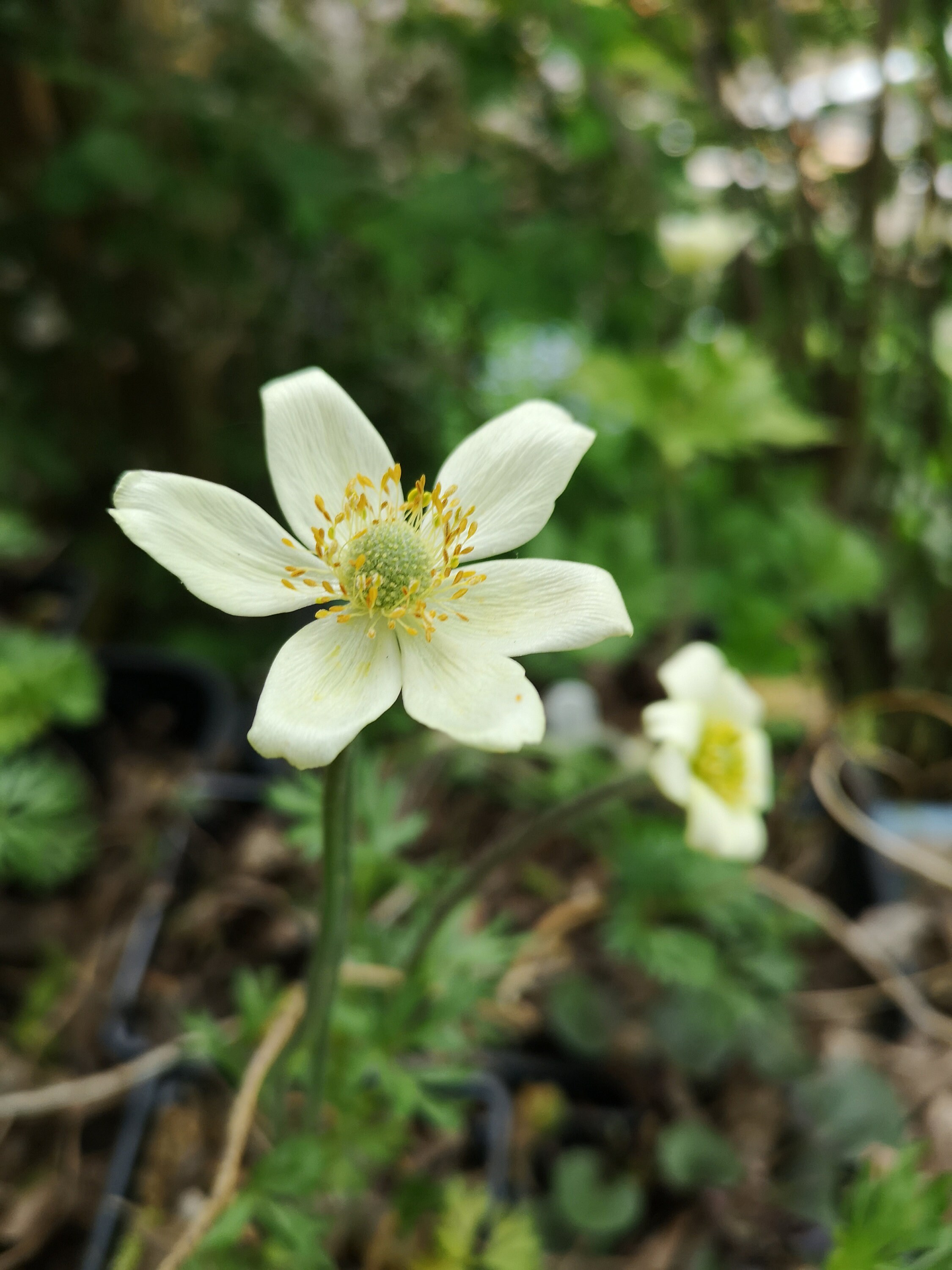 Anemone Multifida Seeds - Etsy