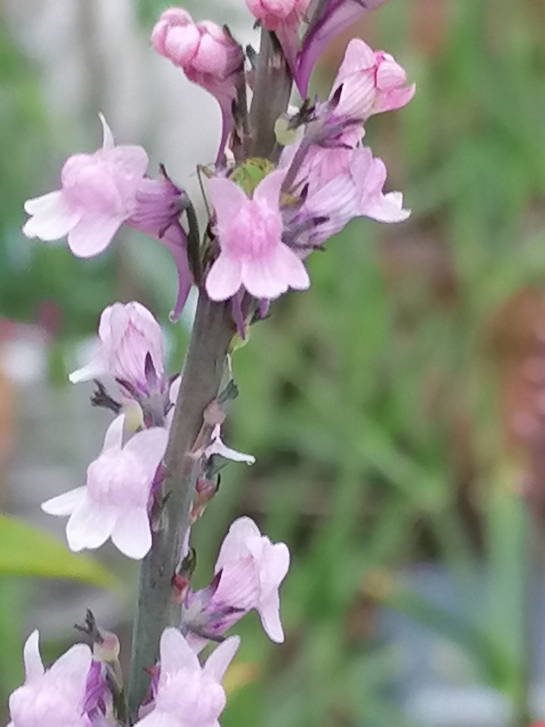Linaria 'canon Went' 30 Seeds - Etsy UK