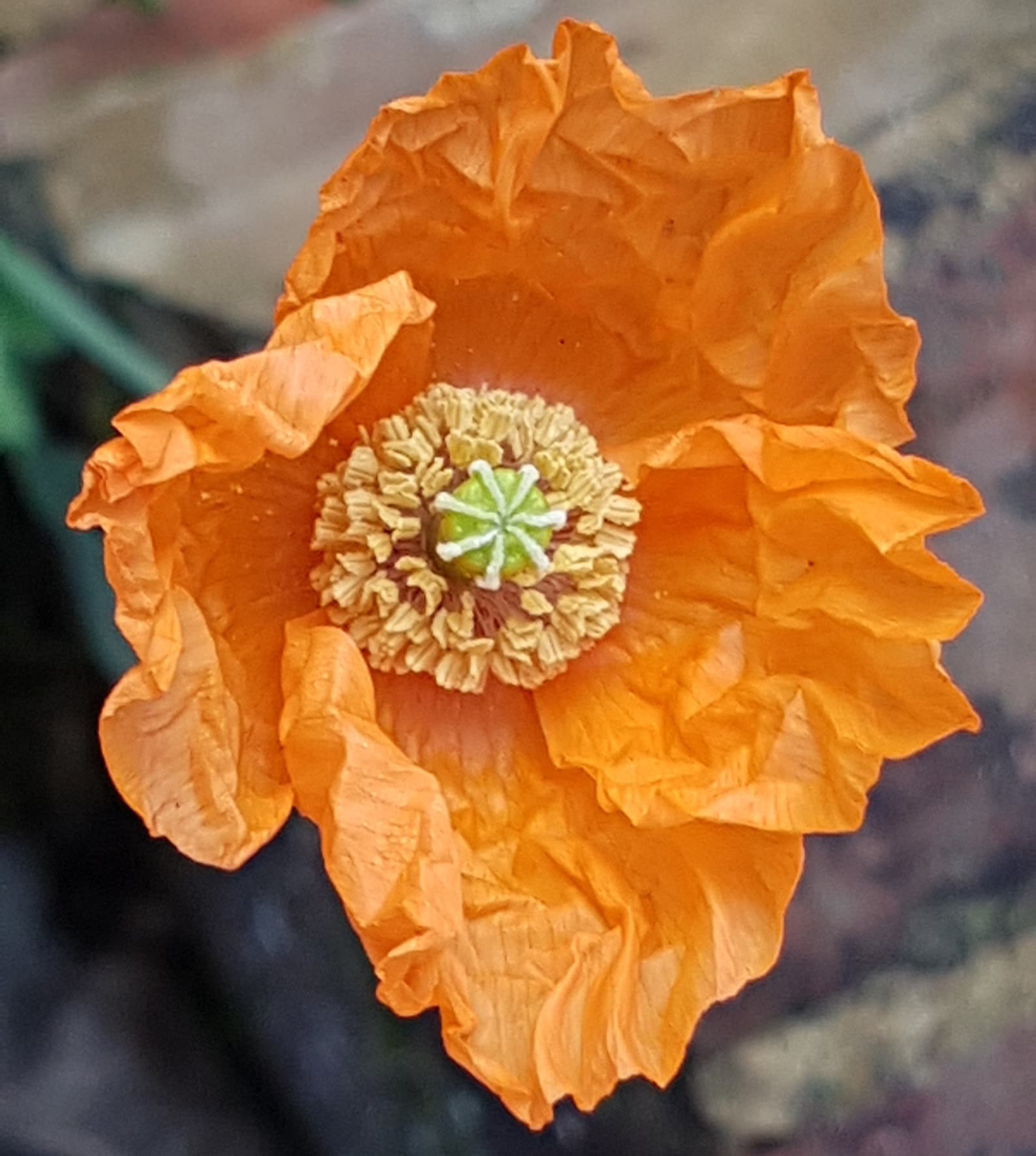 Papaver Rupifragum (Spanish Poppy) 100+ seeds - Etsy Italia