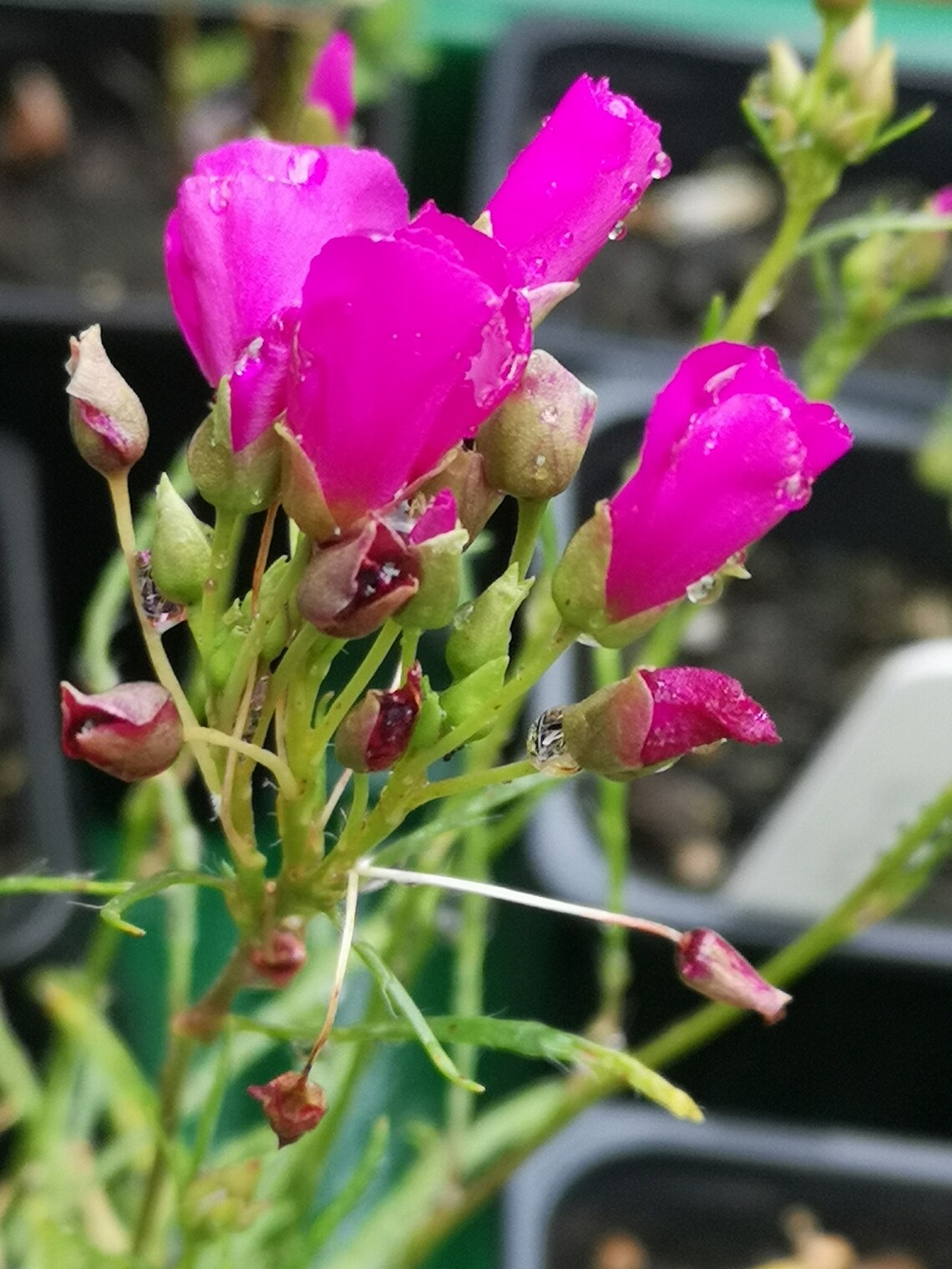 Calandrinia Umbellata Seeds - Etsy UK