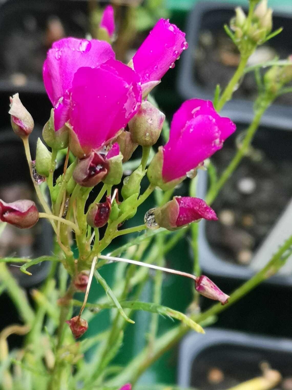 Calandrinia Umbellata Seeds - Etsy UK