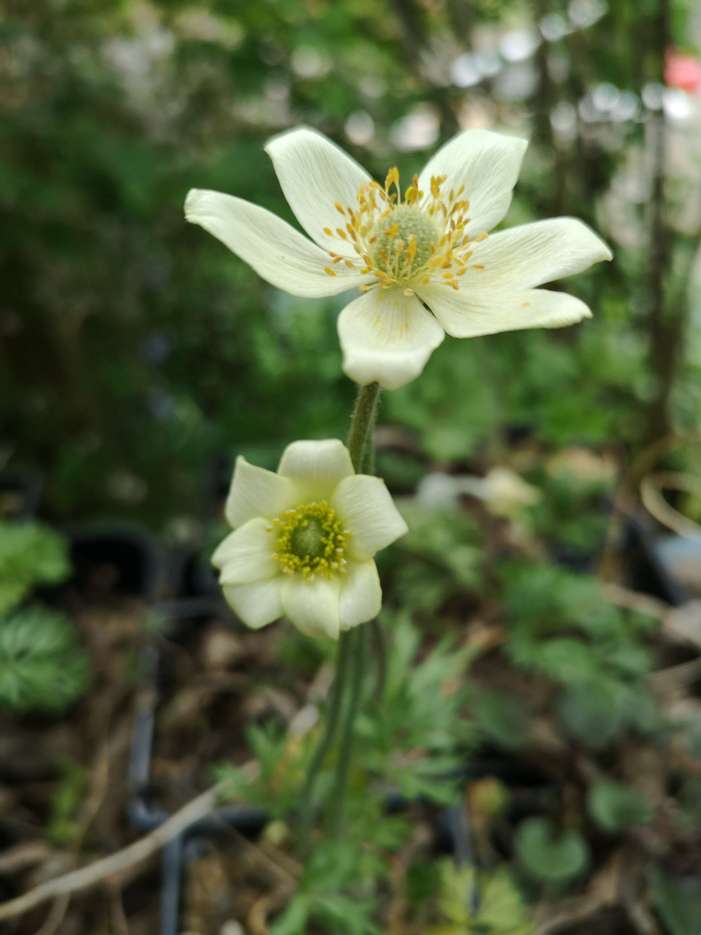 Anemone Multifida Seeds - Etsy