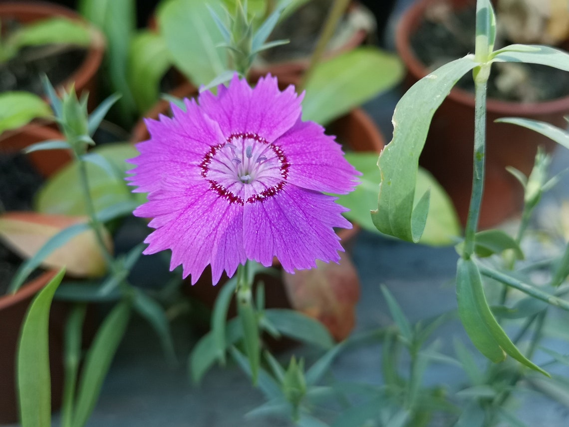 Dianthus amurensis 'Siberian Blues' Samen | Etsy