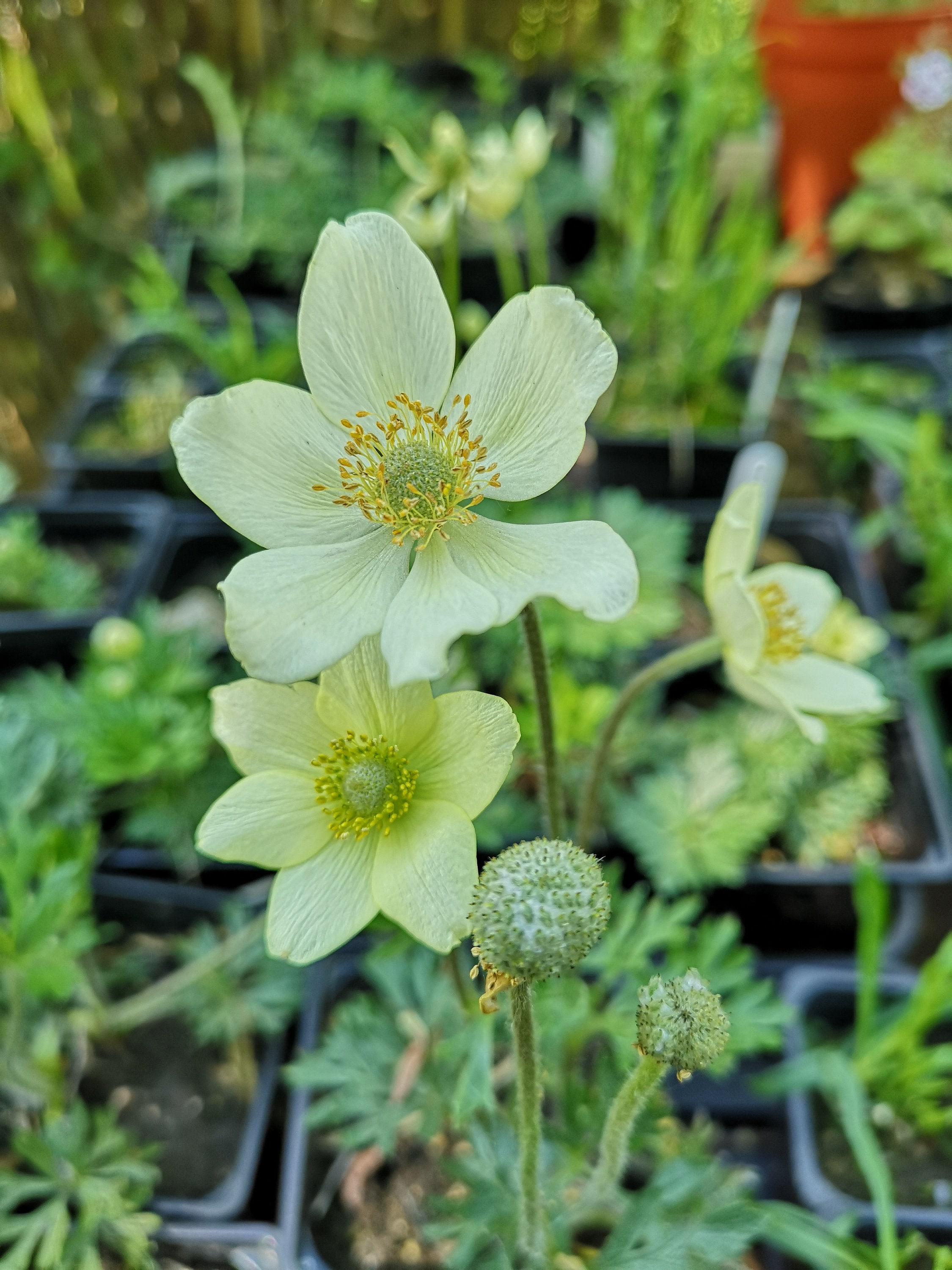 Anemone Multifida Seeds - Etsy