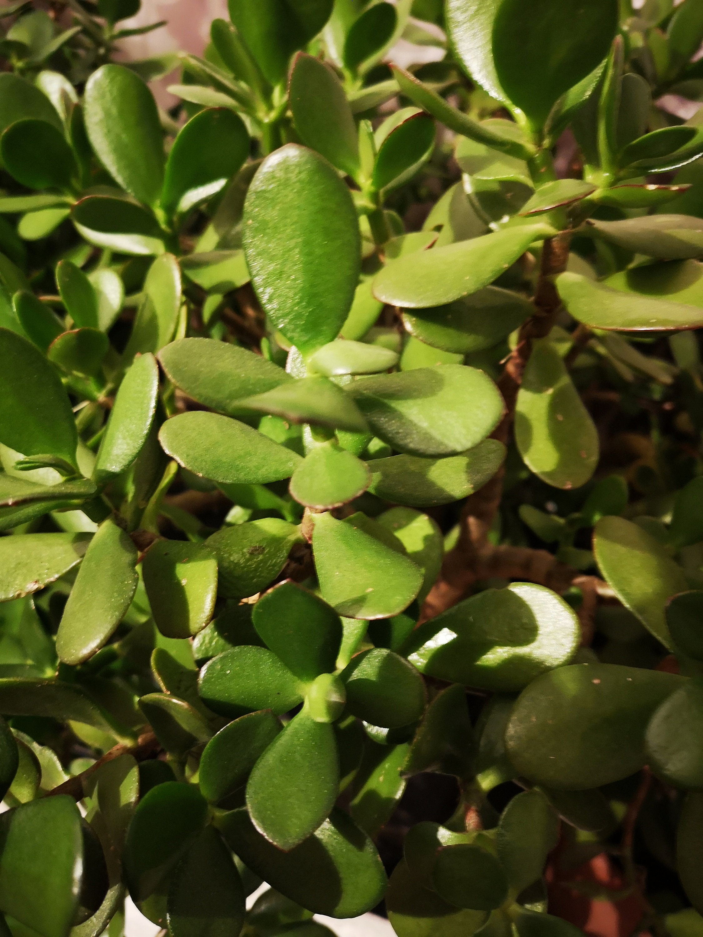 Crassula Ovata 'money Plant' in a 7cm Pot - Etsy UK