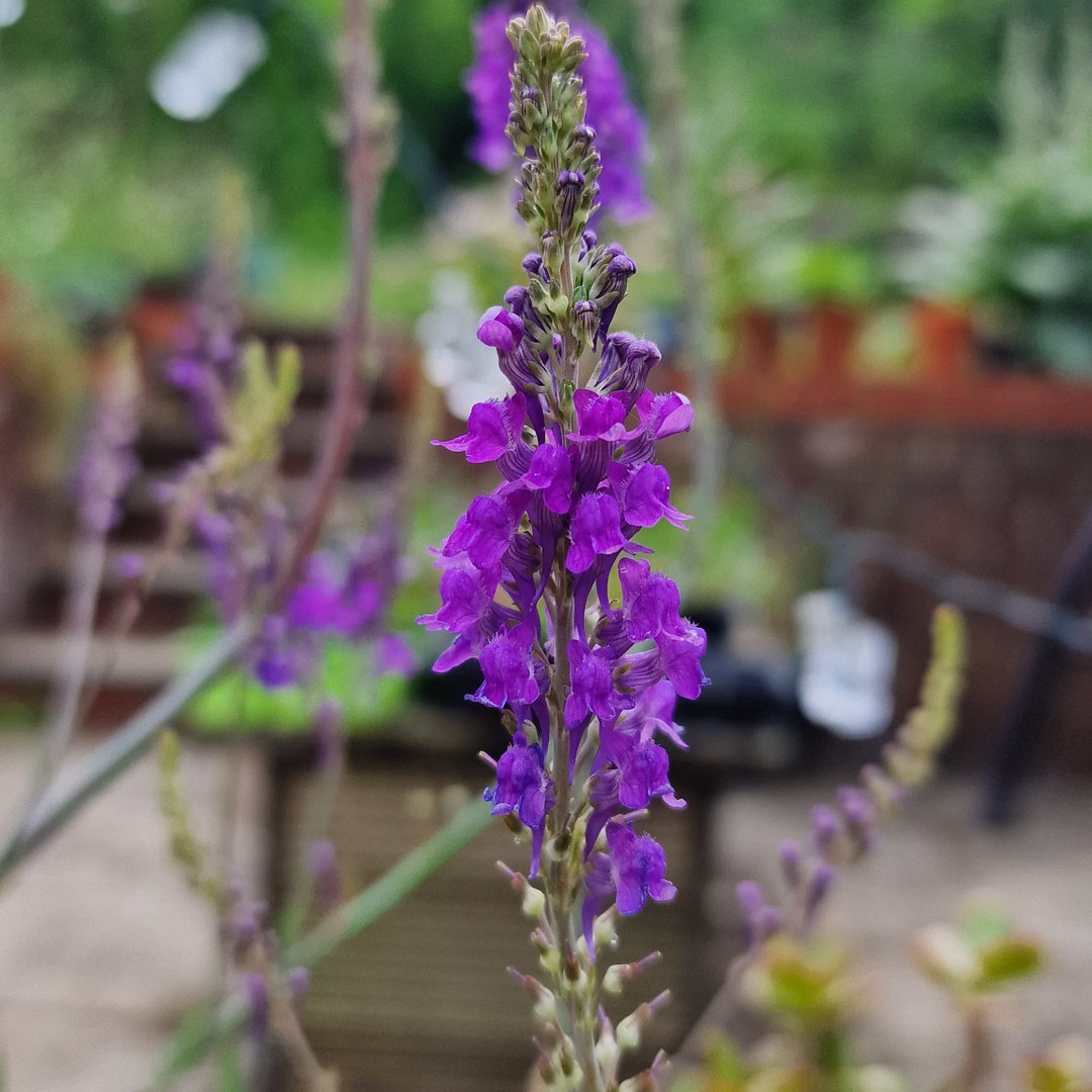 Linaria Purpurea, Purple Toadflax 30 Seeds - Etsy UK
