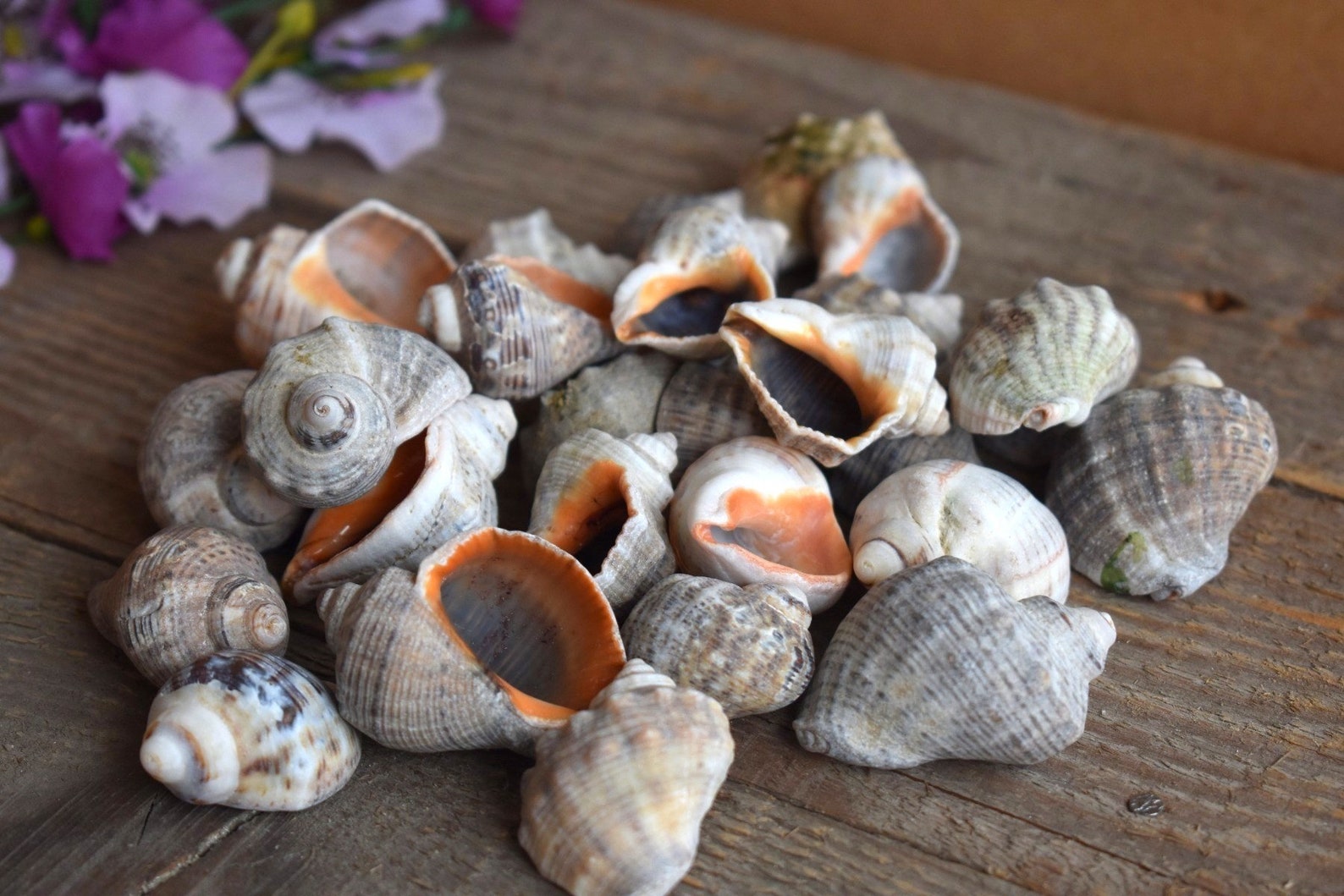 Rapana Venosa Set 30 Pc Conch Sea Shells Crab Snail Seashells - Etsy