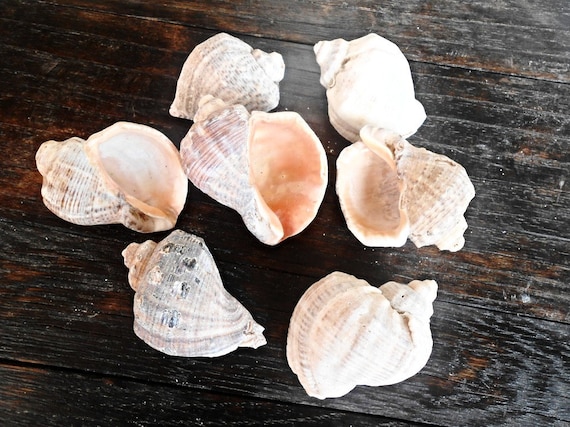Rapana Venosa Set 7 Pc Conch Sea Shells Crab Snail Seashells | Etsy