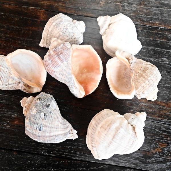 Bulk Seashells - Etsy