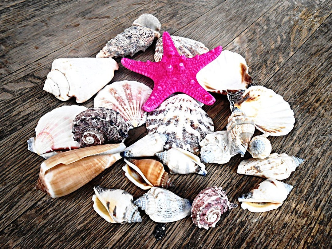 Natural Sea Shell 25 Pc Set Shellfish Starfish Scallop Shells Ocean ...