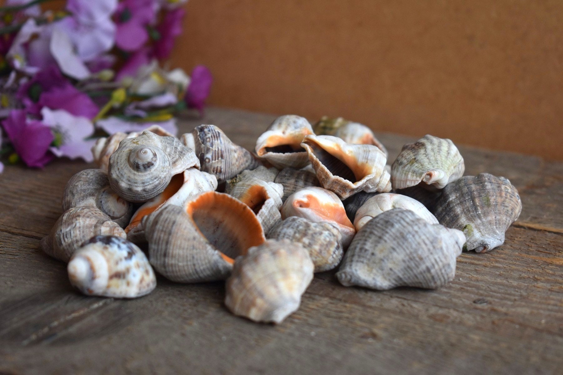 Rapana Venosa Set 30 Pc Conch Sea Shells Crab Snail Seashells - Etsy