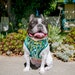 Cactus Dog Harness Leash Set/ Succulent Dog Harness Vest/ Boy - Etsy