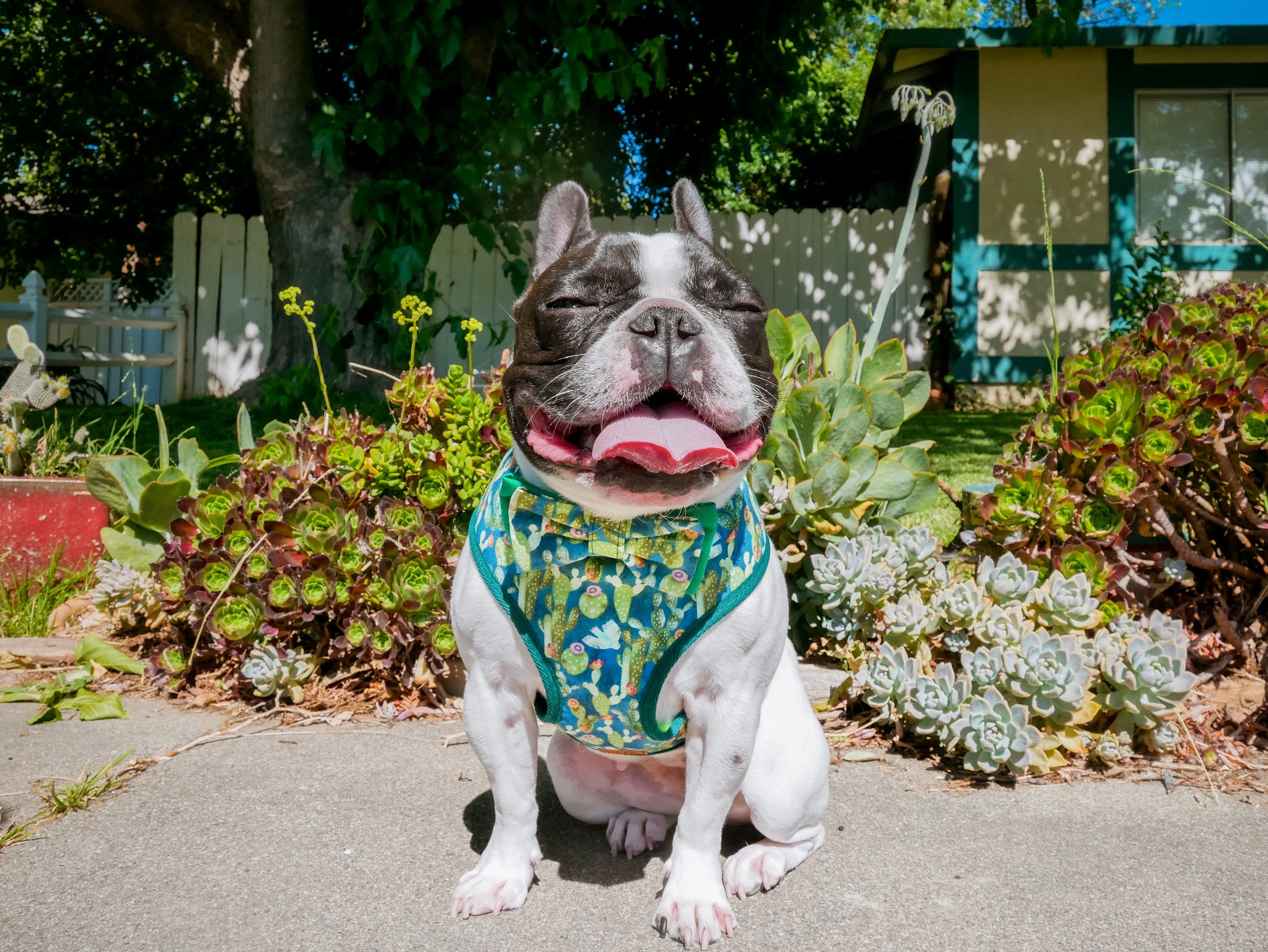 Cactus dog harness leash set/ Succulent dog harness Vest/ boy | Etsy